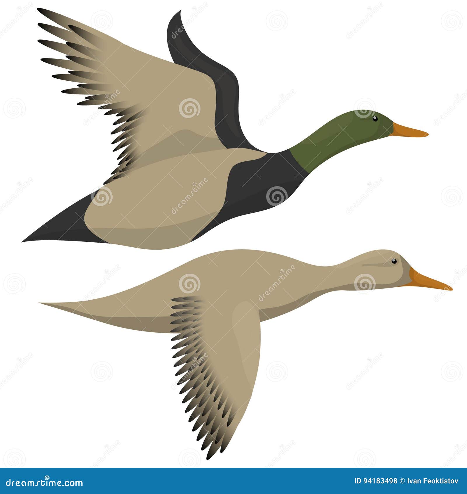 Drake and duck flying stock vector. Illustration of bird - 94183498