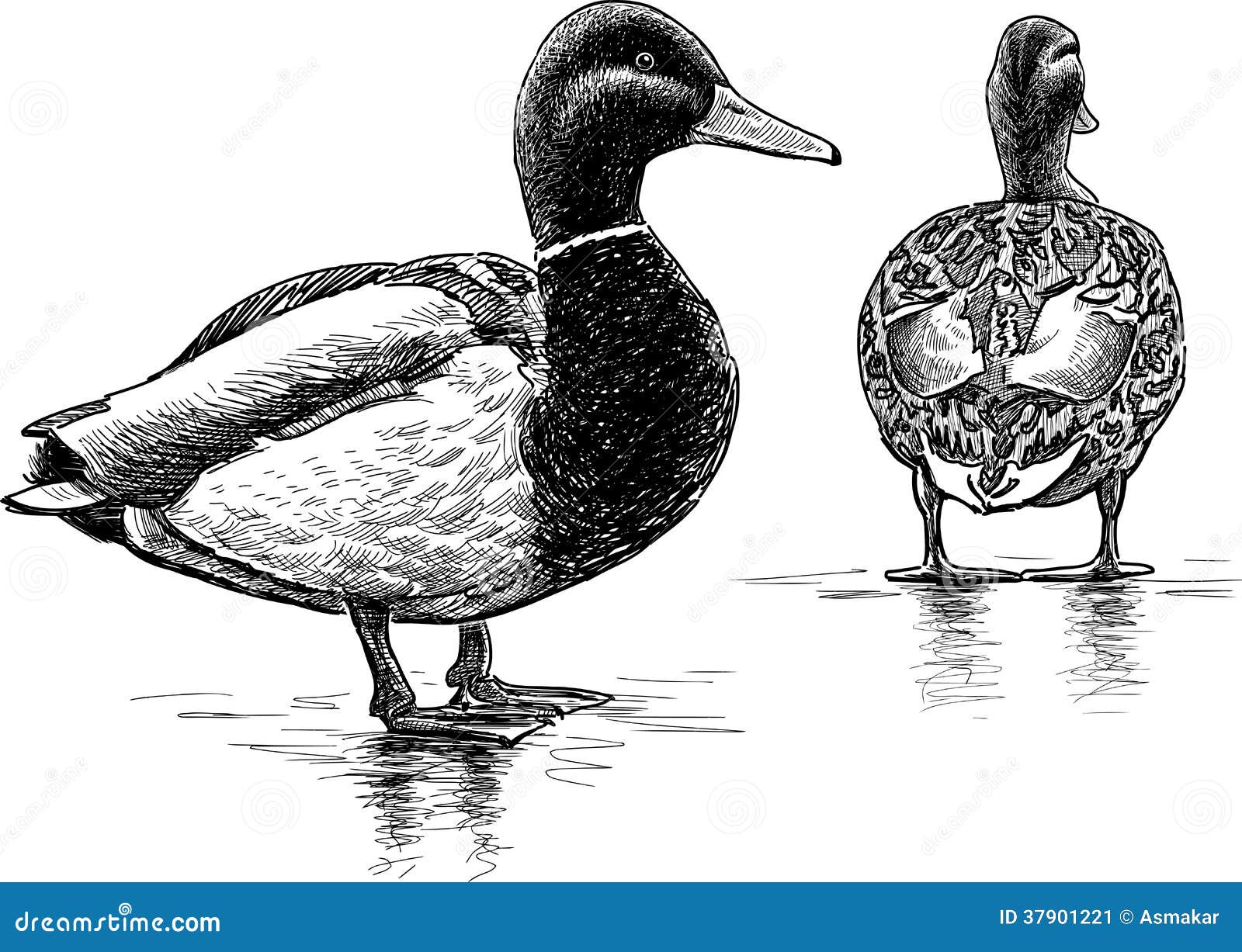 Drake and duke stock vector. Illustration of wild, duck - 37901221