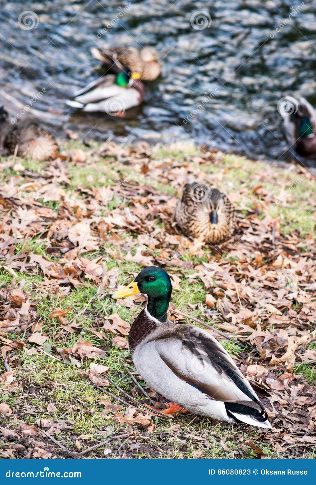 Drake emerald head stock image. Image of head, bird, vozle - 86080823