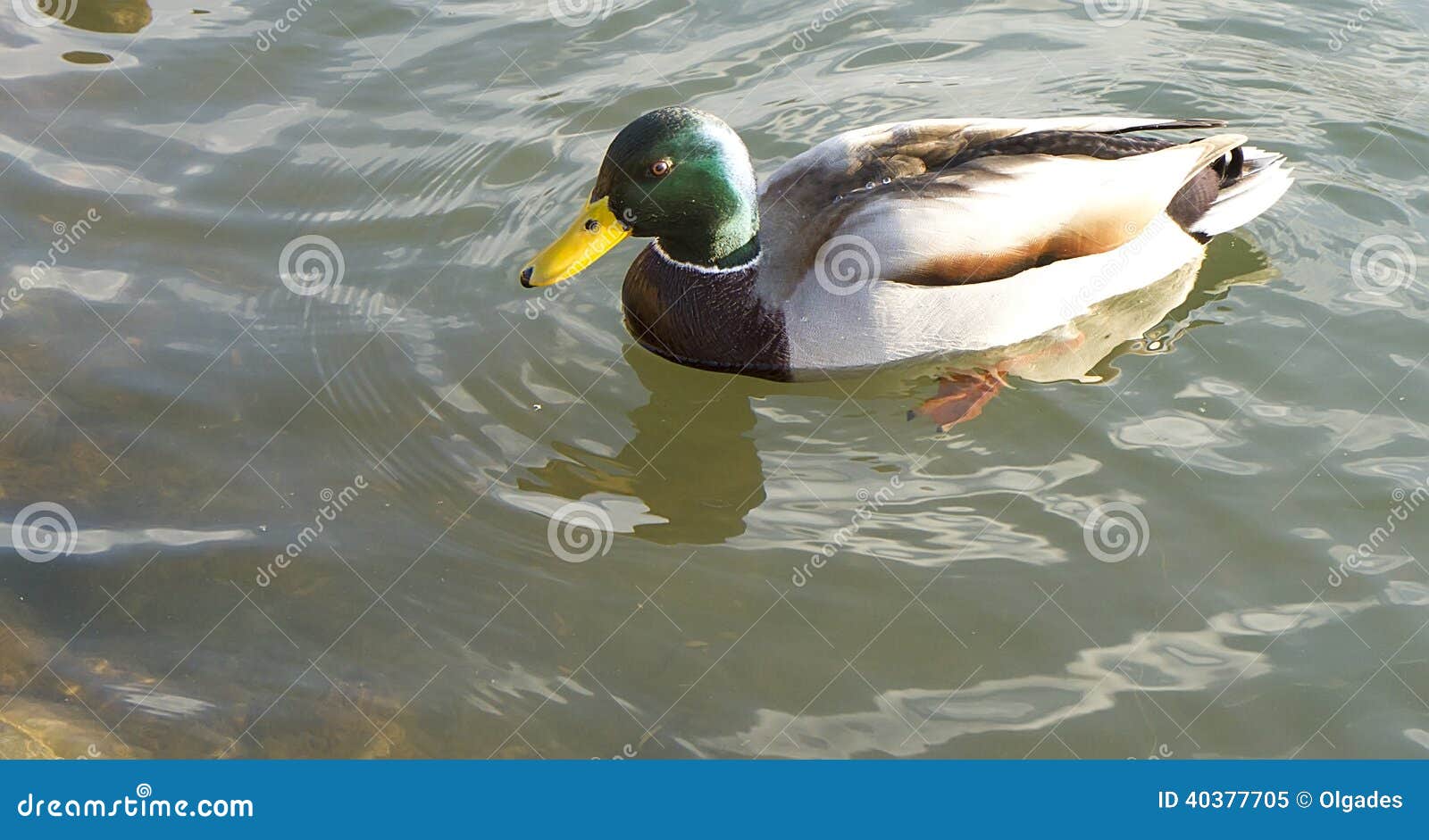 The Drake Floating on Water Stock Image - Image of river, beak: 40377705