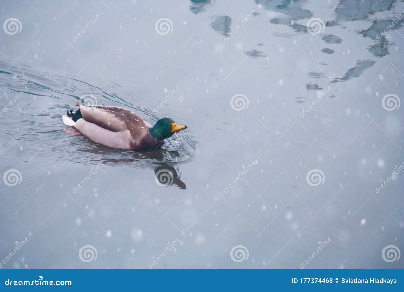 A Drake Floats on a Frozen River in Cold Water in a Snowfall Stock ...