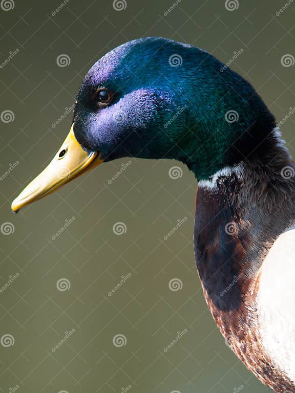 Drake head stock image. Image of male, drake, fowl, animal - 51893317