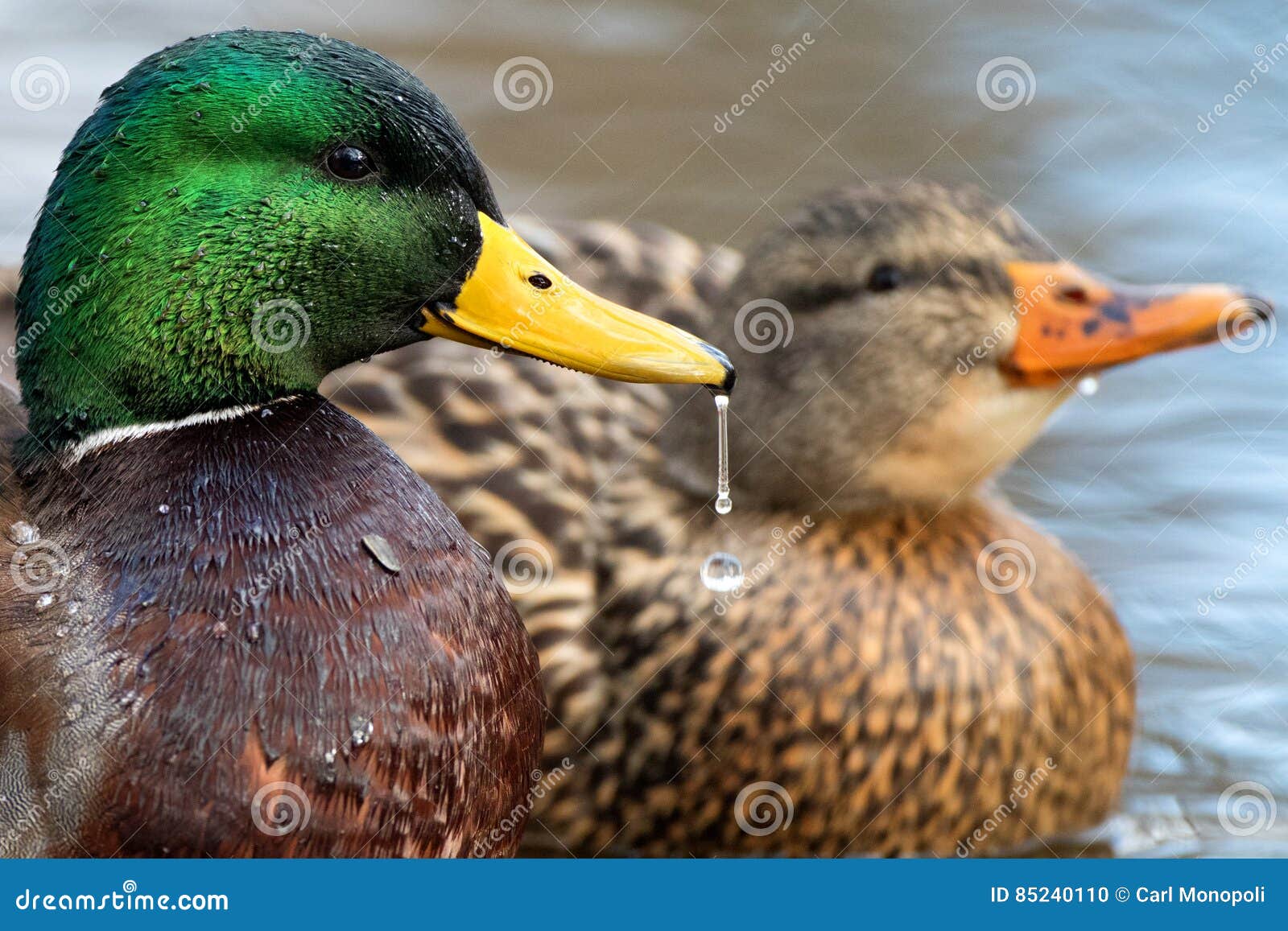 Drake and Hen stock photo. Image of couple, lake, nature - 85240110