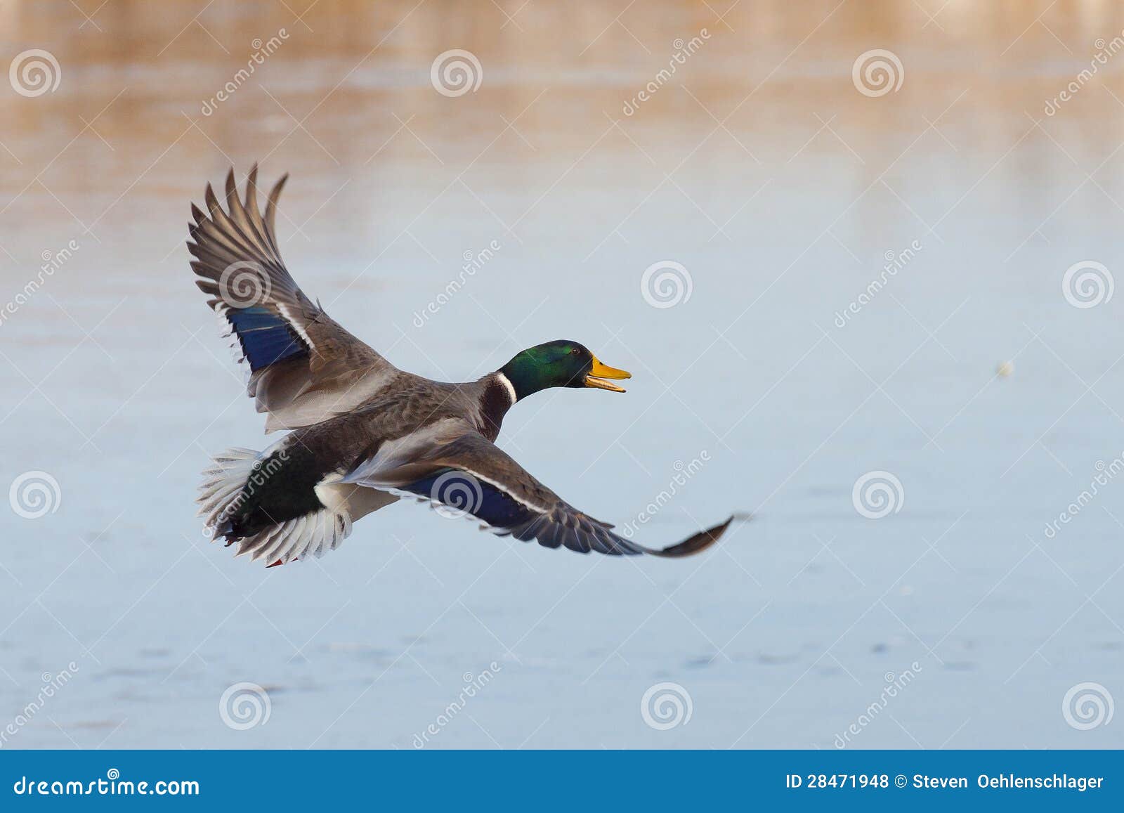 Drake Mallard stock photo. Image of wetland, marsh, pond - 28471948