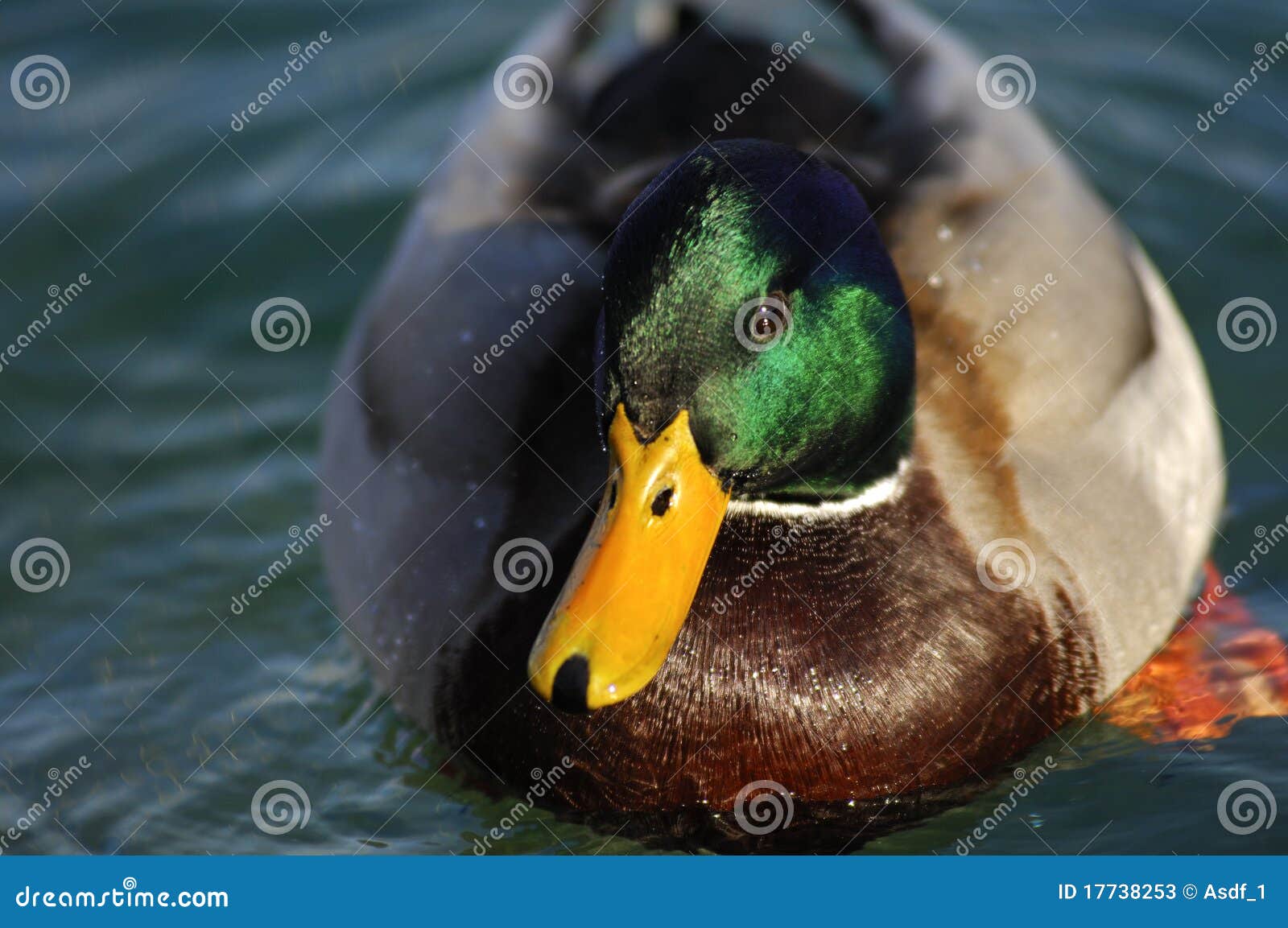 Two Drake Mallard Ducks Fighting Each Other On A Lake Royalty-Free ...