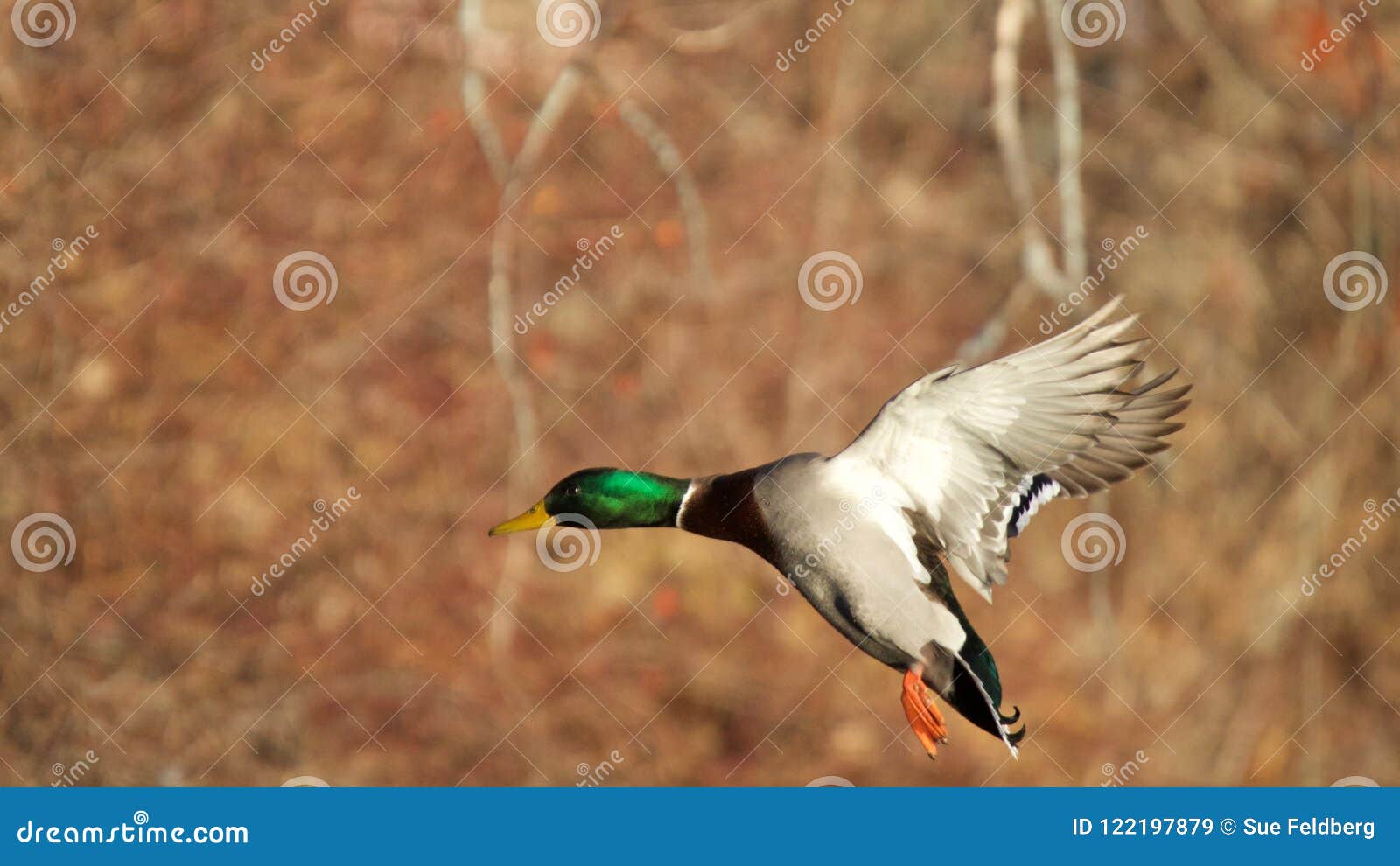 Drake Mallard Duck Flying in Fall Stock Image - Image of magical, ducks ...