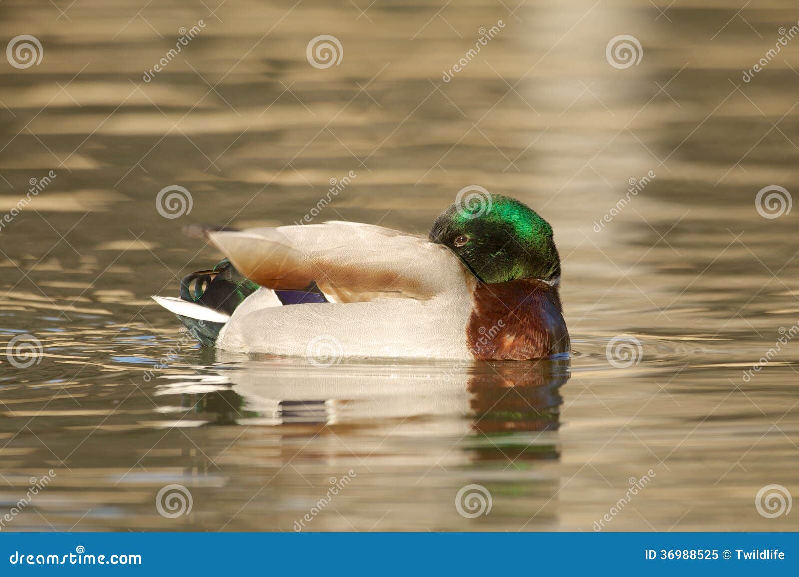 Drake Mallard Resting stock image. Image of pond, wildlife - 36988525