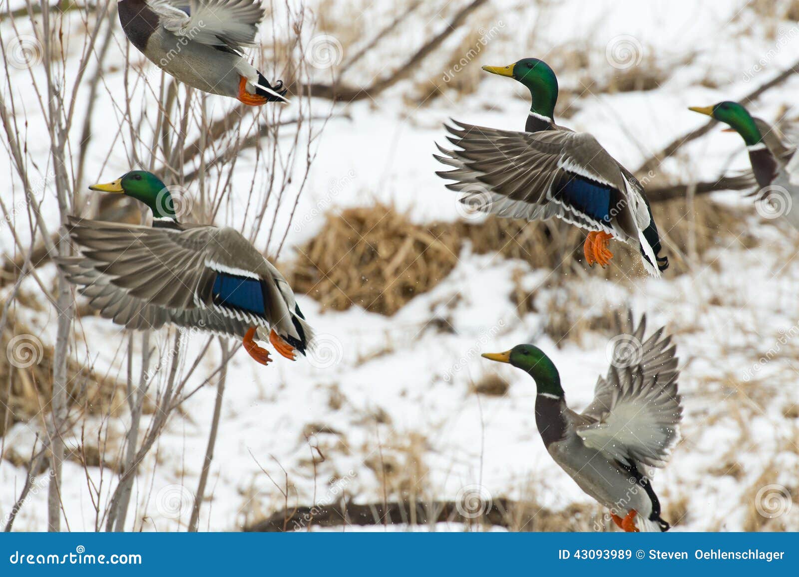 Drake Mallards stock image. Image of full, mallard, flying - 43093989 Drake Mallards stock image. Image of full, mallard, flying - 43093989