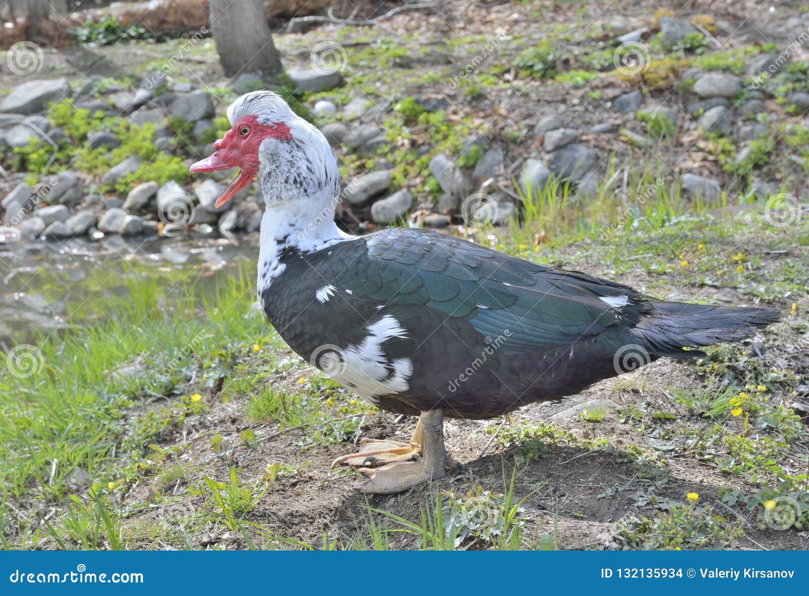 Drake of musk duck 4 stock photo. Image of background - 132135934