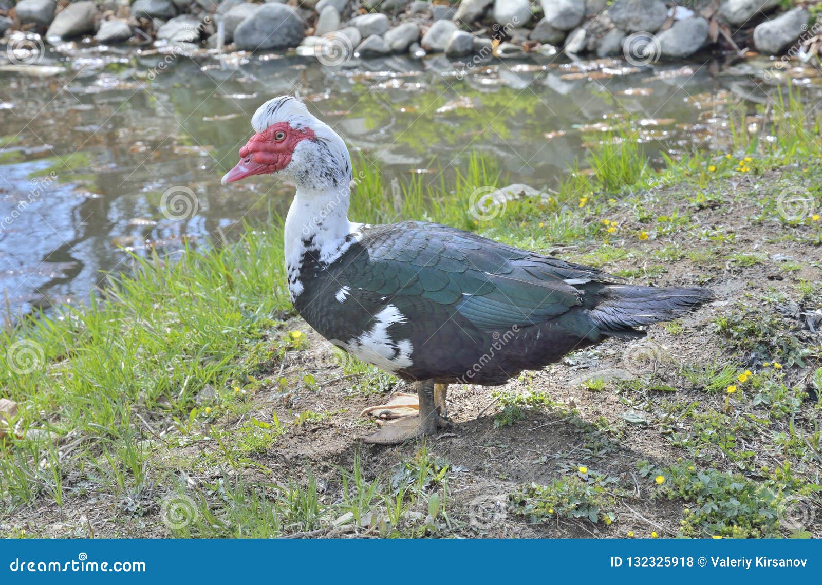 Drake of musk duck 8 stock photo. Image of muscovy, horizontal - 132325918