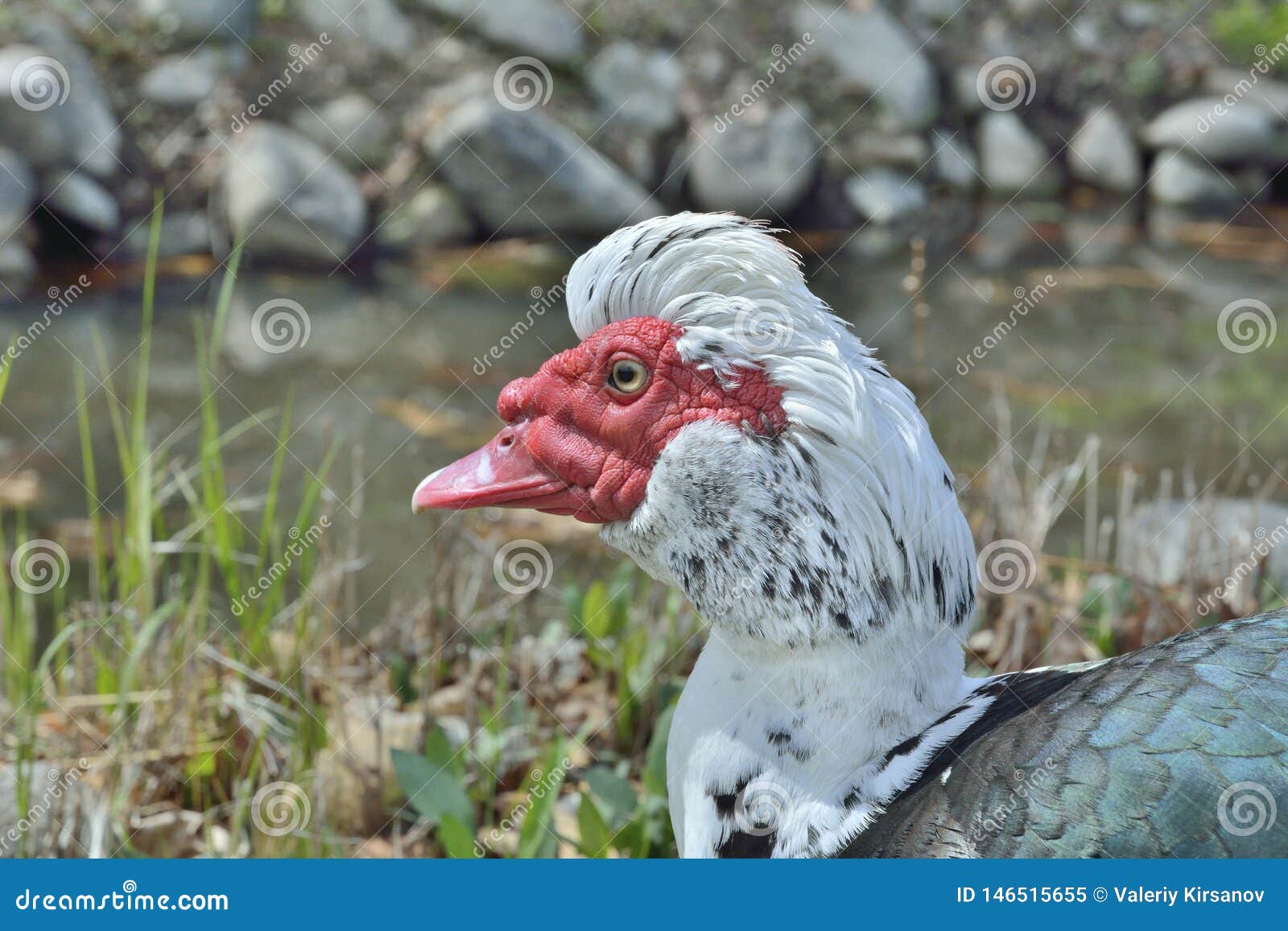 Drake of musk duck 6 stock image. Image of male, muscovy - 146515655