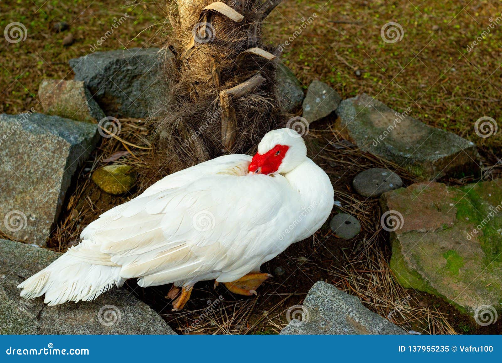 A Drake with a Red Eye in a Zoo. Stock Image - Image of animal, drake ...