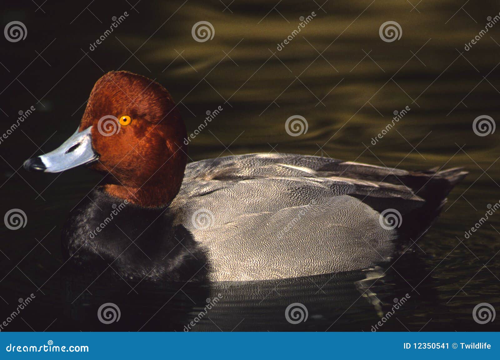 Drake Redhead Duck stock image. Image of wildlife, pond - 12350541