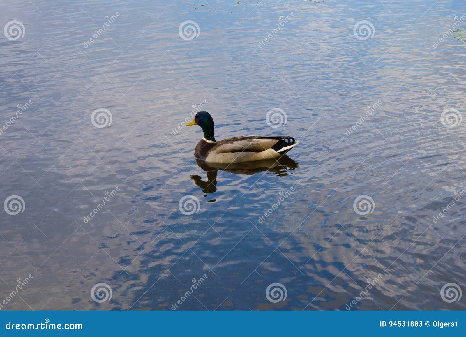 Drake with Reflection, Floating in the Lake with Blue Water Stock Image ...