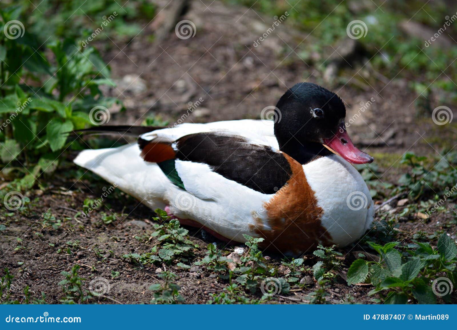 Drake stock image. Image of drake, mallard, birds, river - 47887407