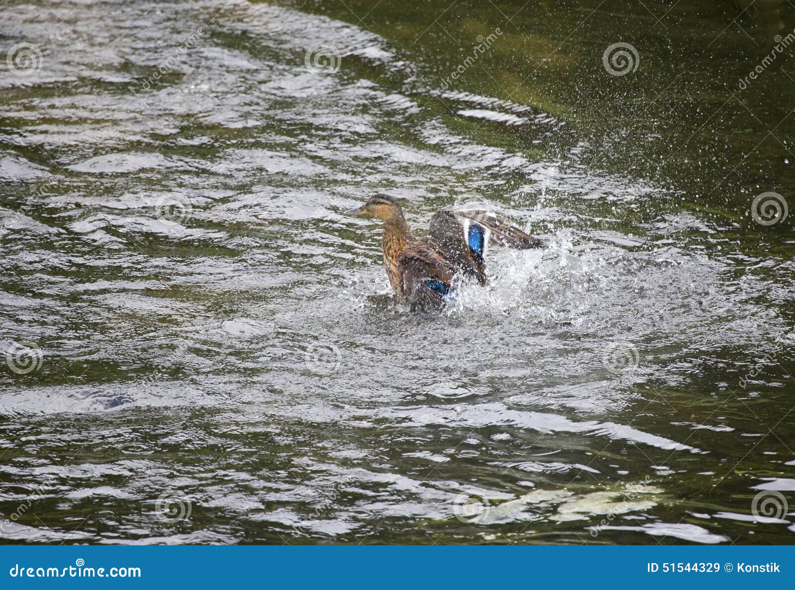 Drake in River, in Splashes Stock Image - Image of calm, wildlife: 51544329
