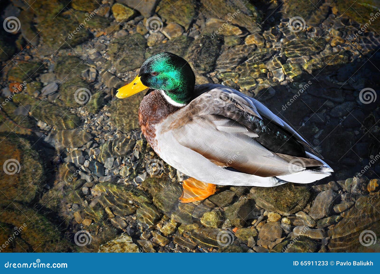 Drake standing in river stock image. Image of drake, animal - 65911233