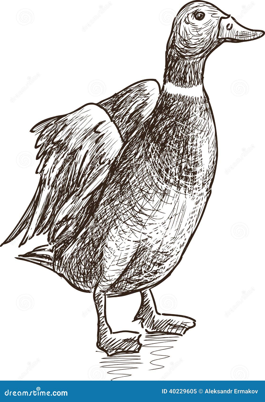 Drake stock vector. Illustration of duck, doodle, life - 40229605