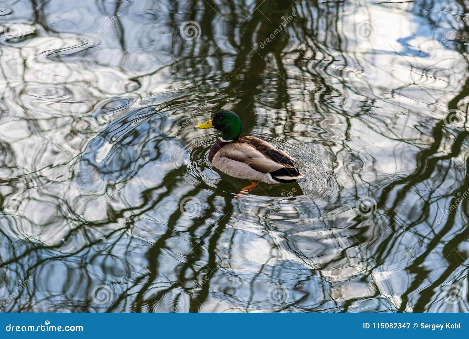 Drake on the water. stock image. Image of biology, water - 115082347