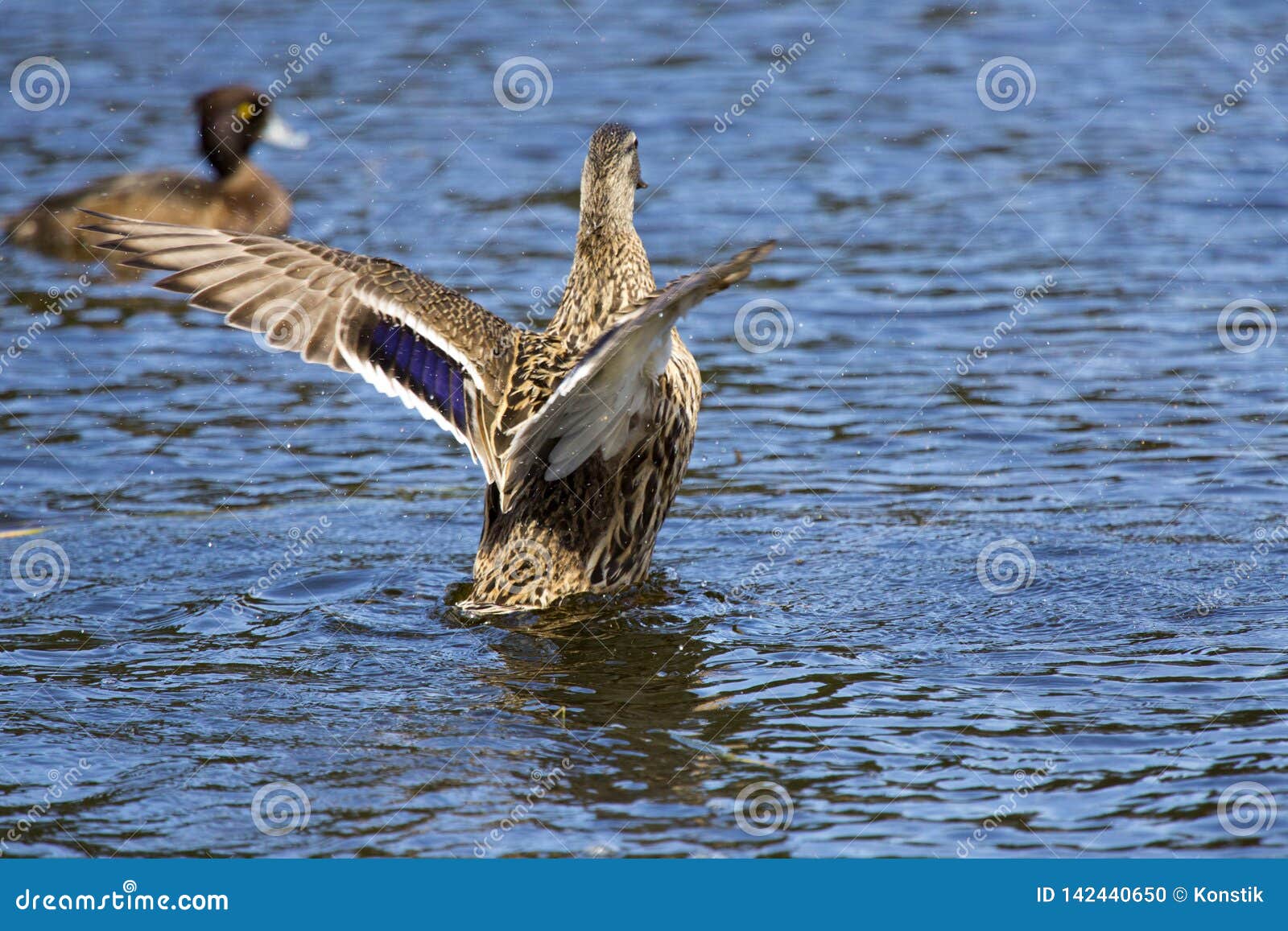 The Drake Waves Wings in the River Stock Photo - Image of river, wild ...