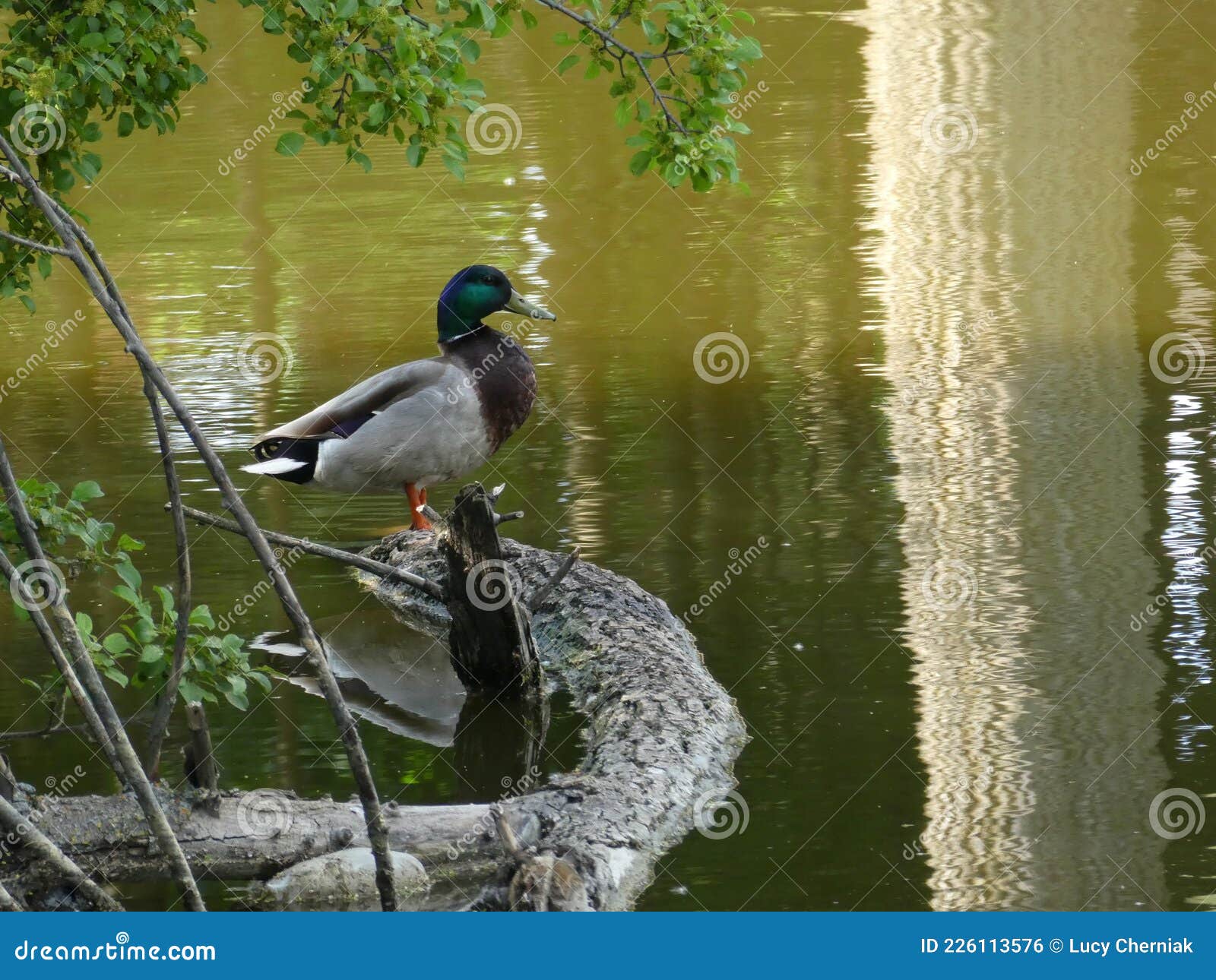 Drake Wood Duck Royalty-Free Stock Photo | CartoonDealer.com #24916449