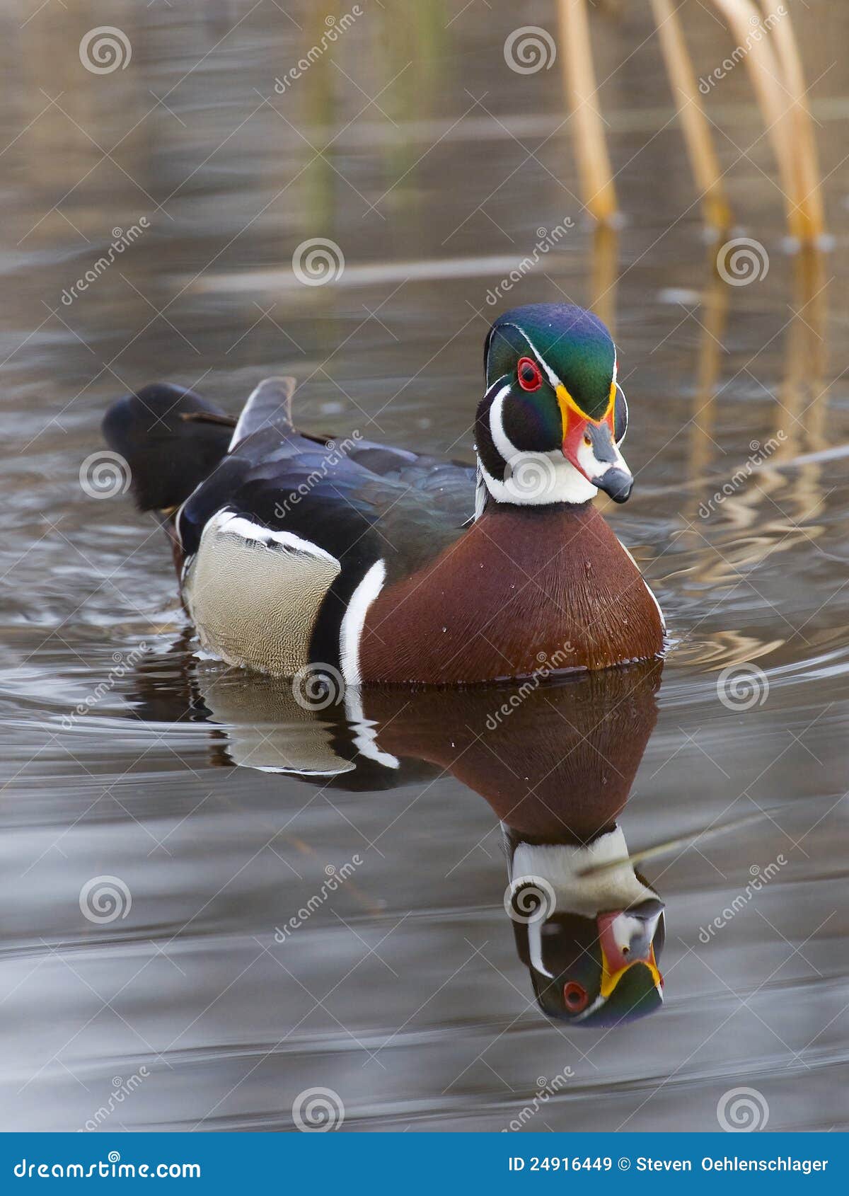 Drake Wood Duck stock image. Image of ducks, wood, decoy - 24916449