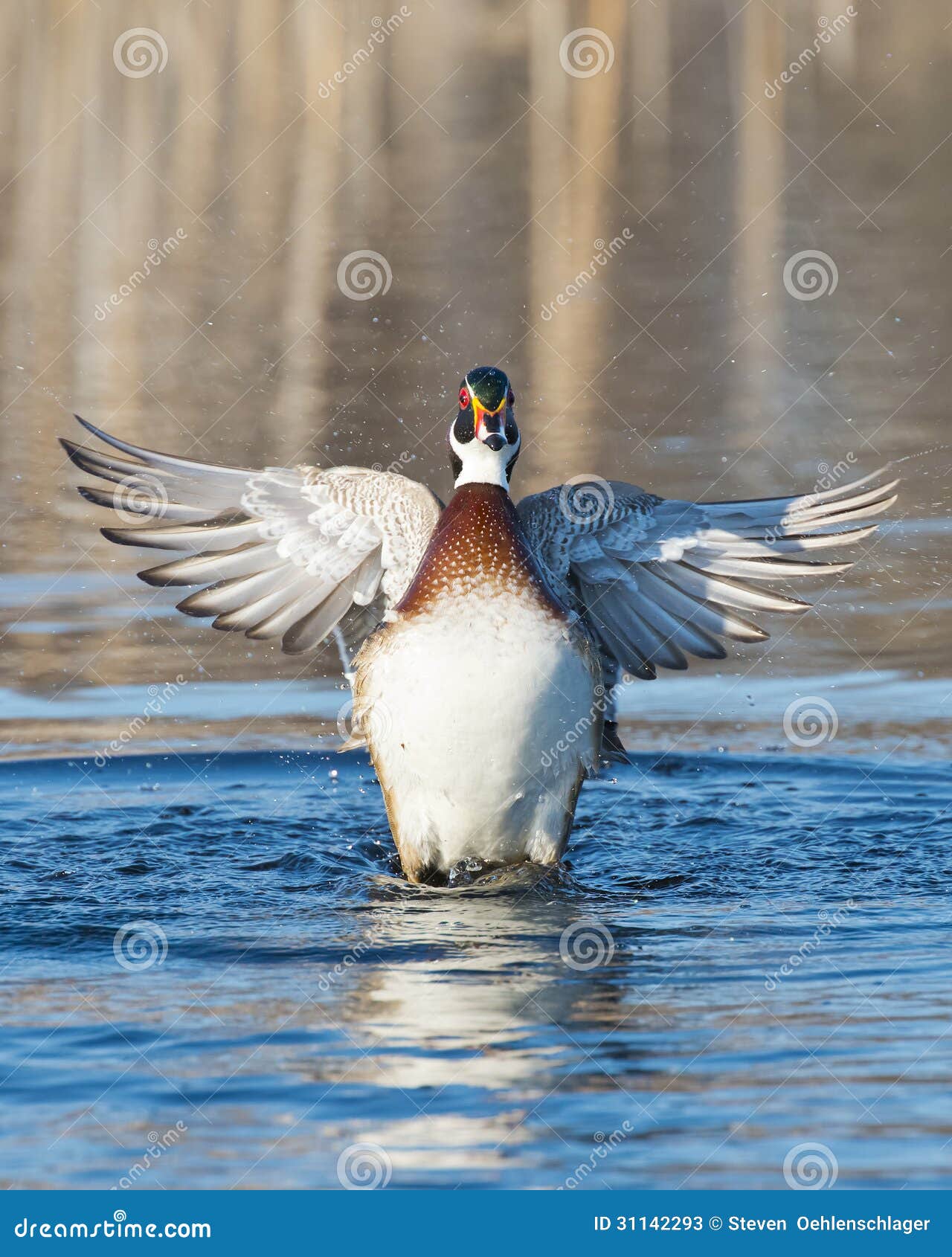 Drake Wood Duck Stretching stock image. Image of drake - 31142293