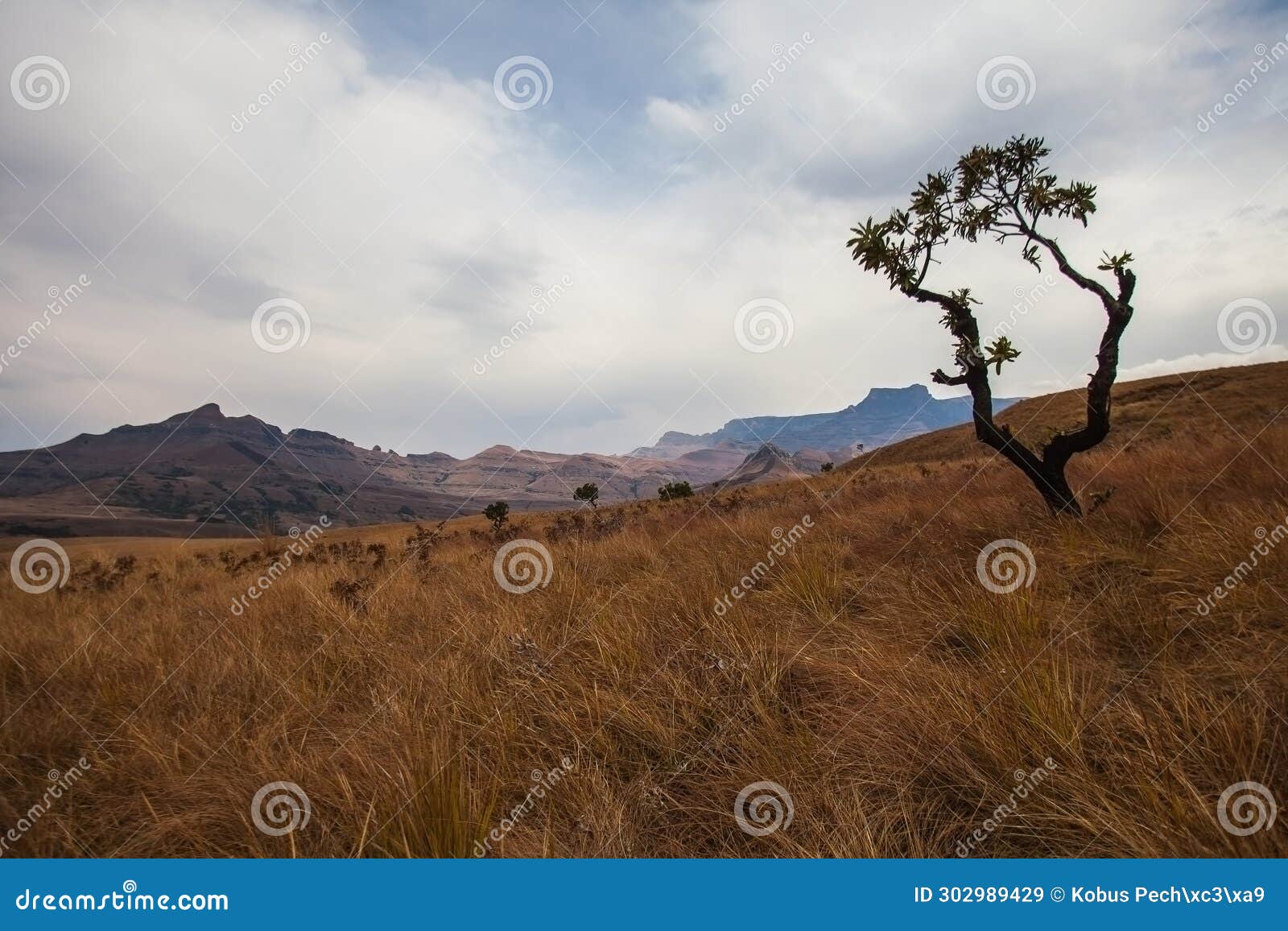 Drakensberg Mountain Scene 15590 Stock Image - Image of tourism ...
