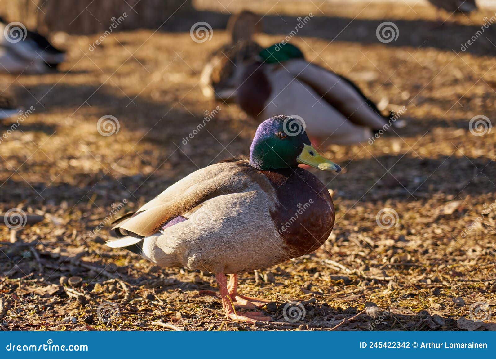 Drakes Bask in the Sun in the Spring. Stock Photo - Image of waterfowl ...