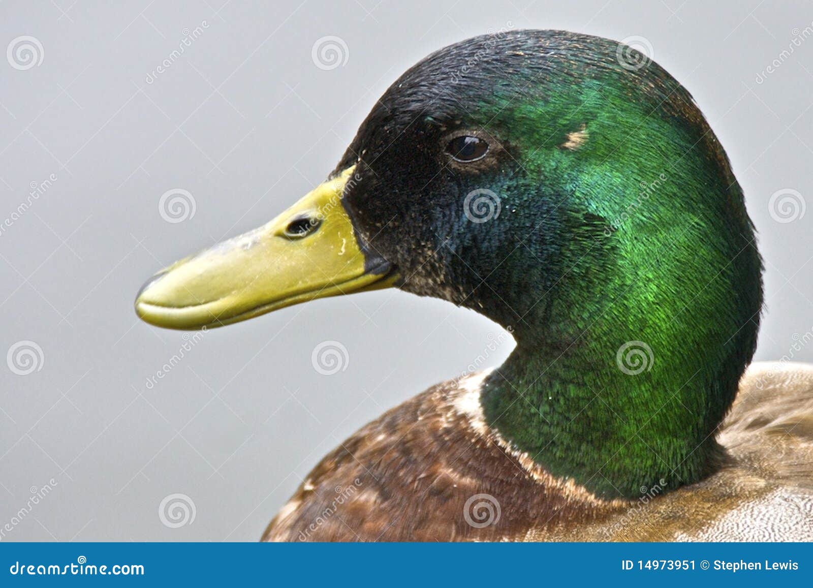 Drakes Head stock image. Image of drake, side, wildlife - 14973951