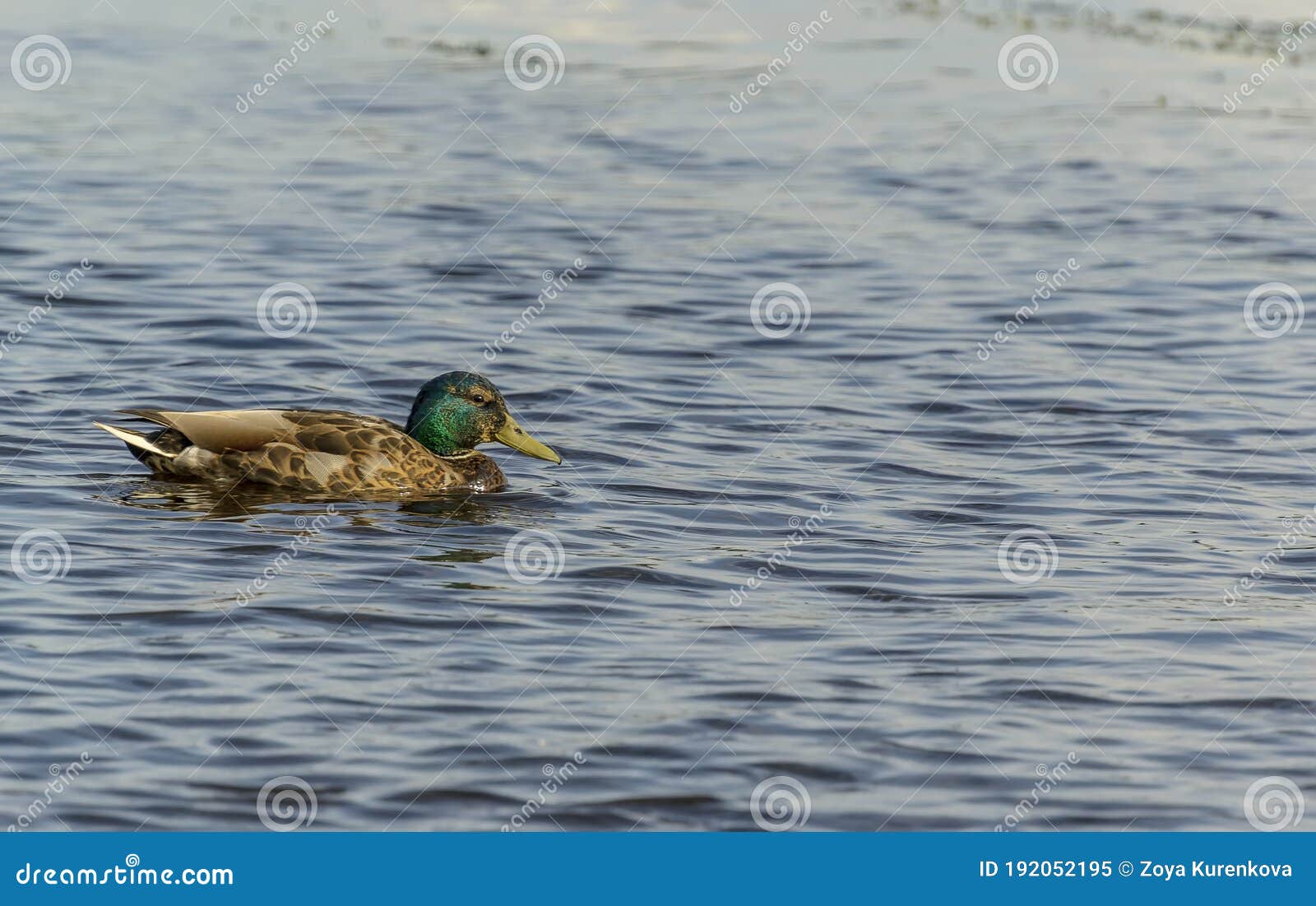 Drakes Swim in the Neva River in Summer Stock Image - Image of brown ...