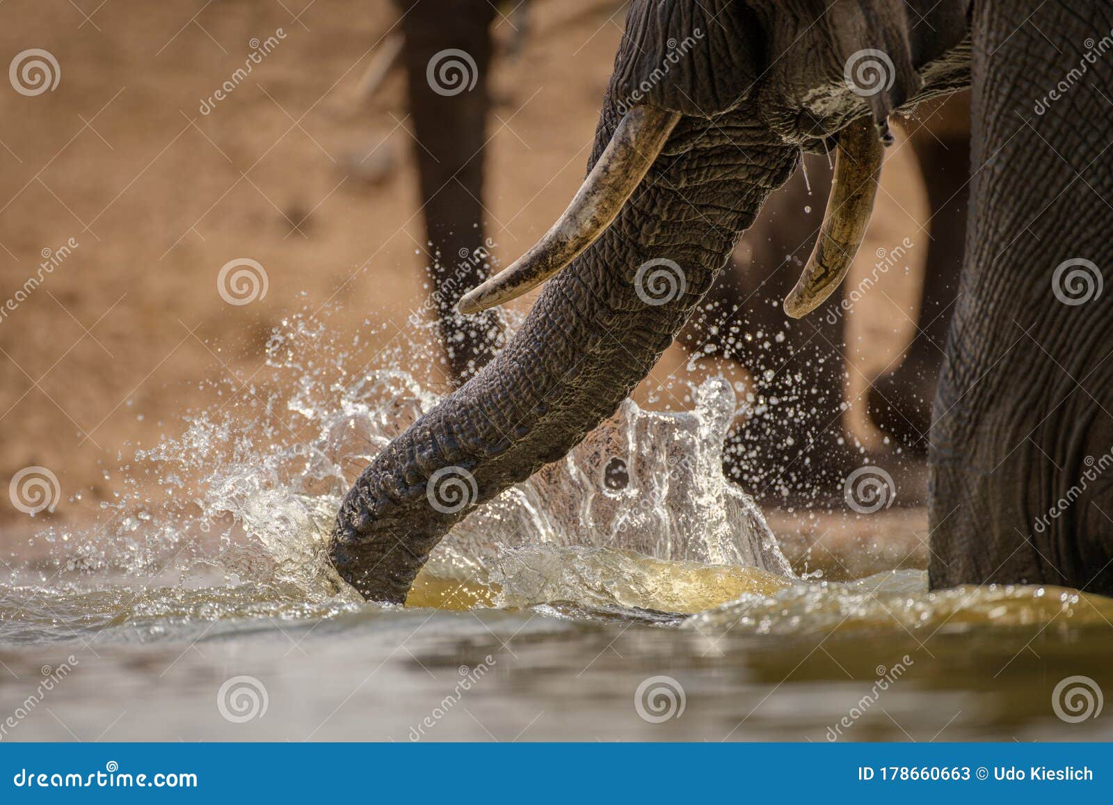 A Dramatic Action Close Up of an Elephant Splashing and Spraying Water ...