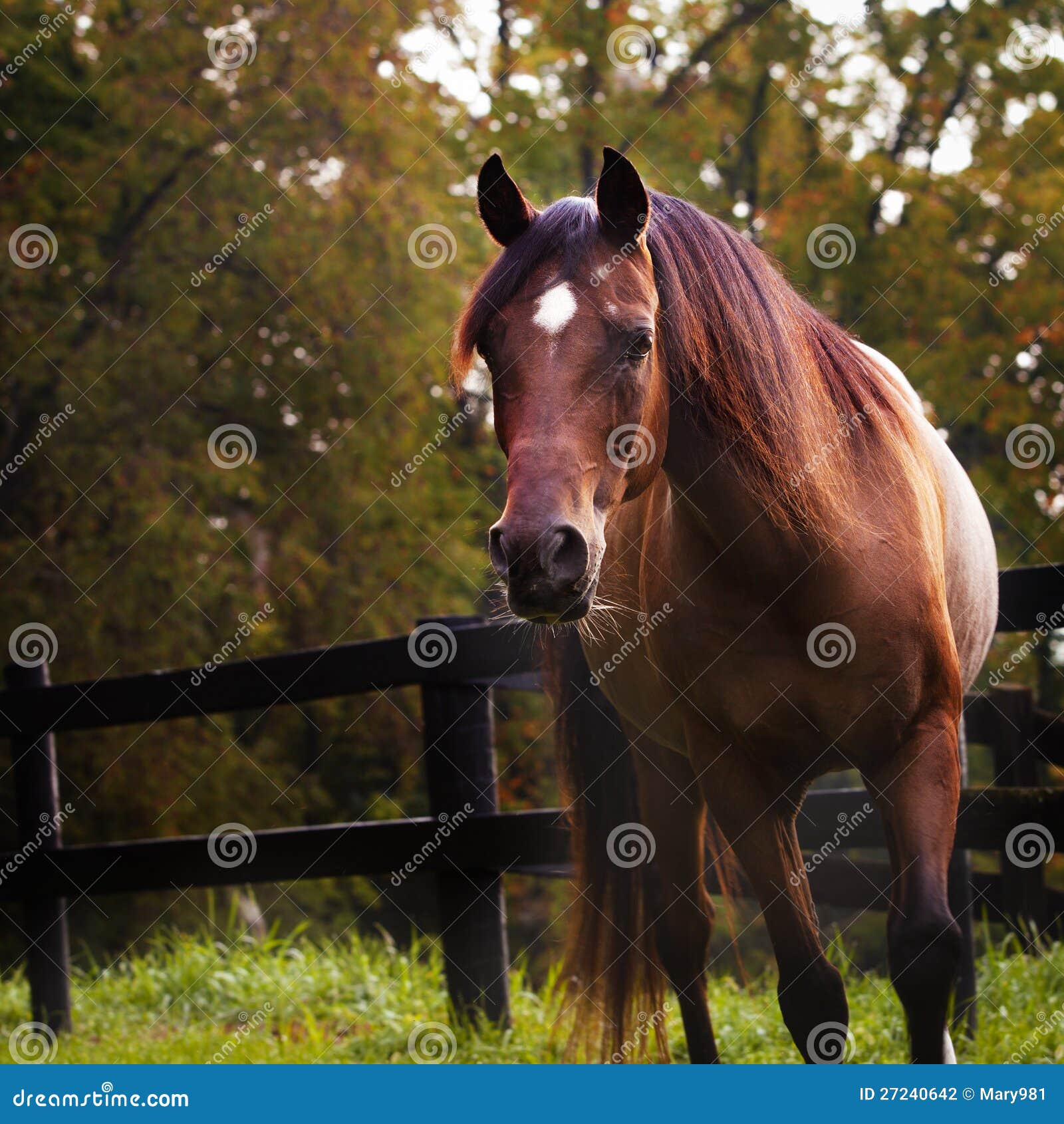 Dramatic Autumn Horse stock photo. Image of polish, chestnut - 27240642