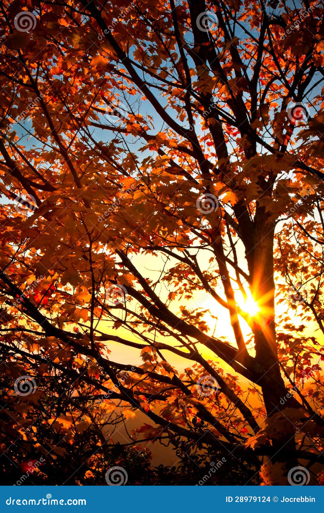 Dramatic Autumn Sun Peaks through Burnt Orange Colored Maple Tree Stock ...