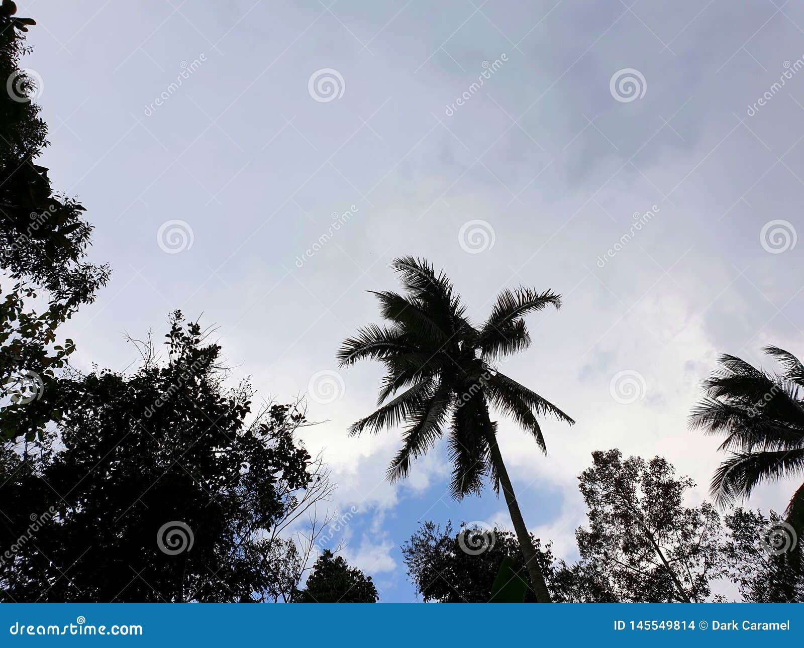 Dramatic Backdrop of Sky and Clouds with Trees, Sky Background Stock ...