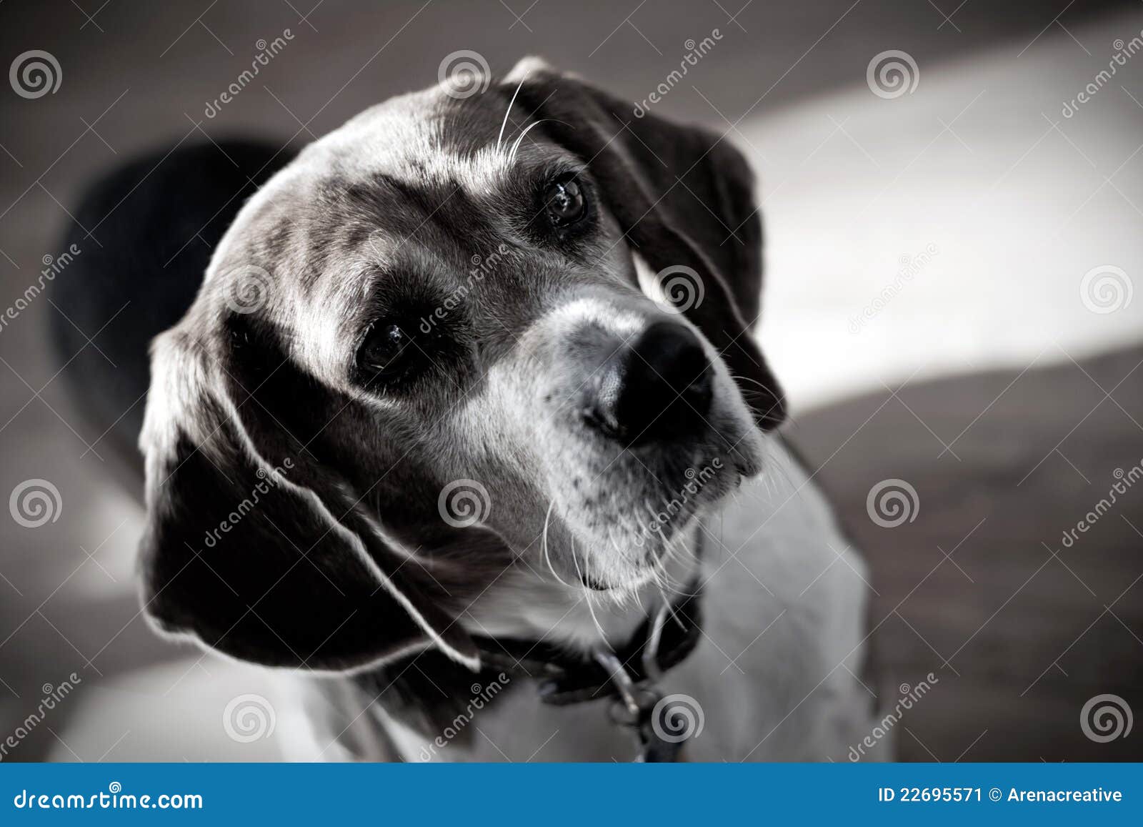 Dramatic Beagle Dog Portrait Stock Image - Image of color, floppy: 22695571