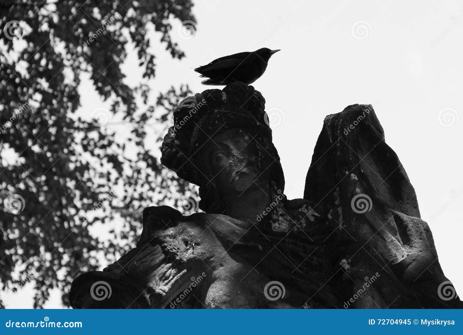 Dramatic bird stock image. Image of melancholy, park - 72704945