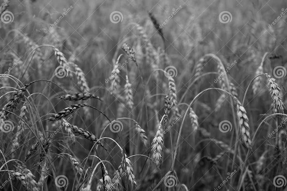 Dramatic Black and White Wheat Field Background Stock Image - Image of ...