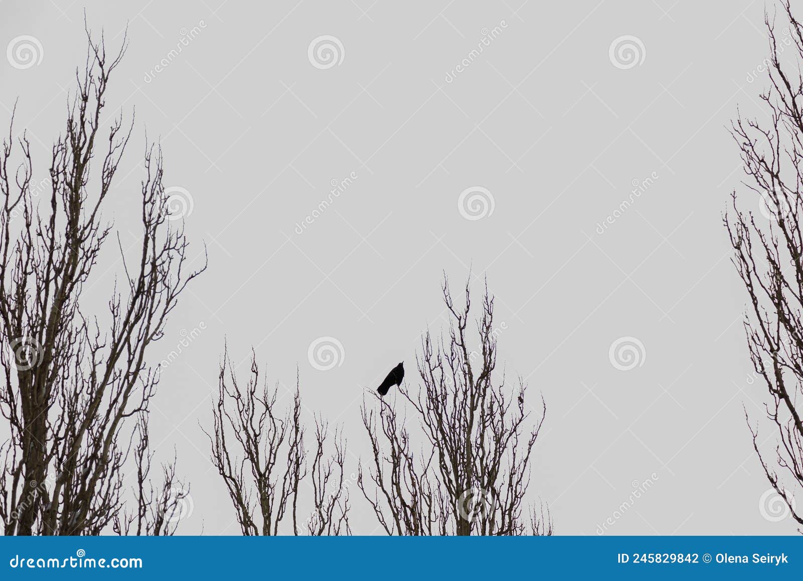 Dramatic Capture of Black Crow Sitting on Tree Branch on Grey Sky ...