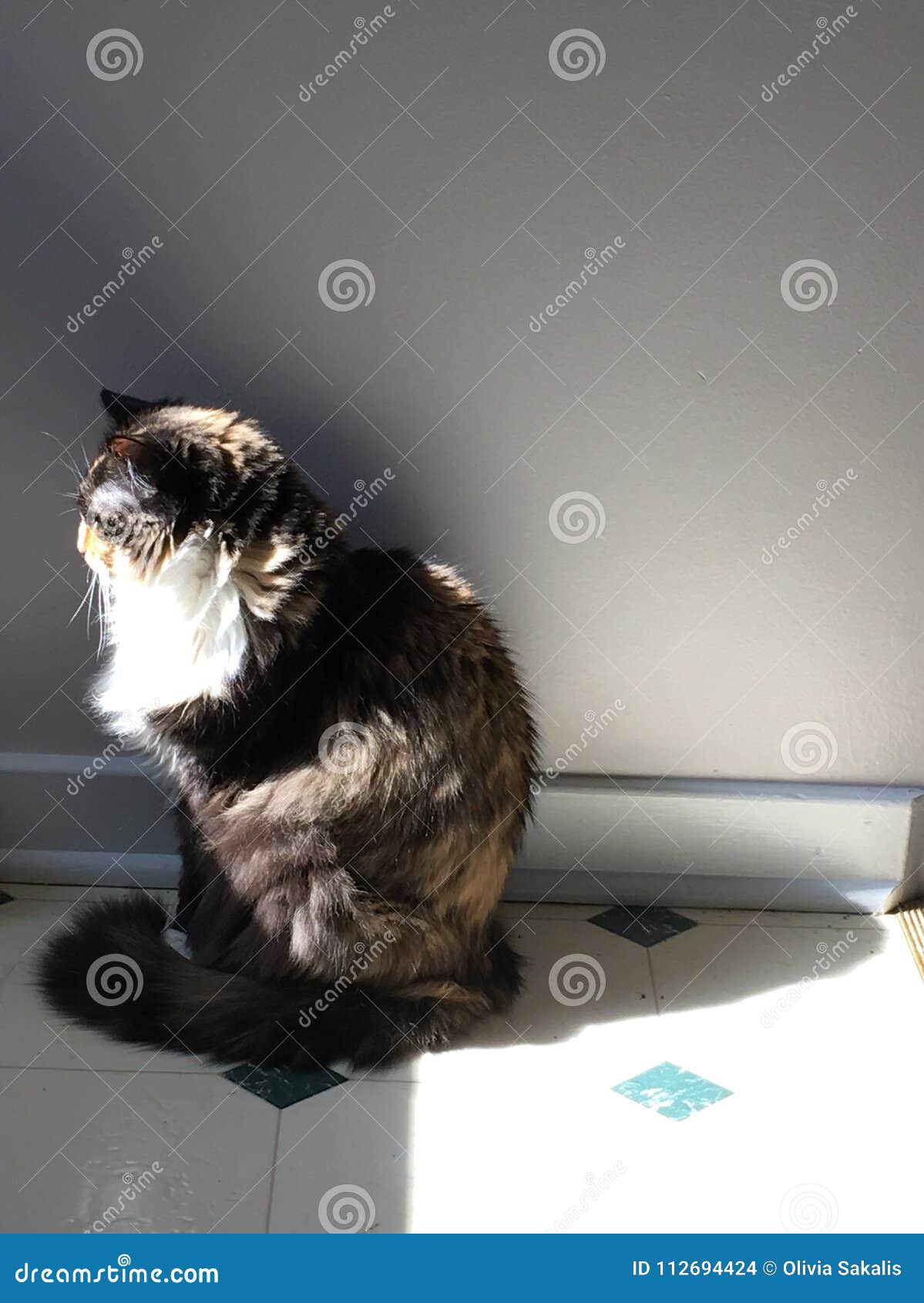 Dramatic Cat stock photo. Image of camera, black, pose - 112694424