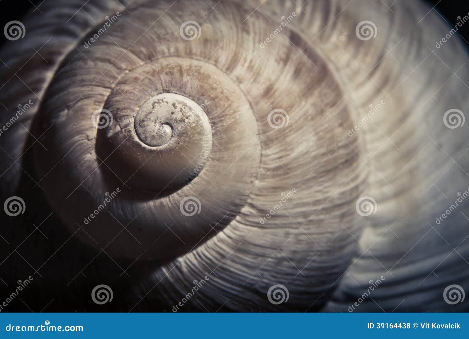 Spiral Shell Front View Isolated On White Royalty-Free Stock ...