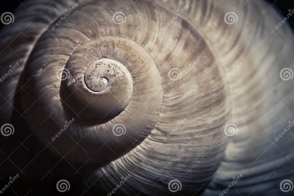 Dramatic Close Up of Spiral Shell, Stock Photo - Image of contrast ...
