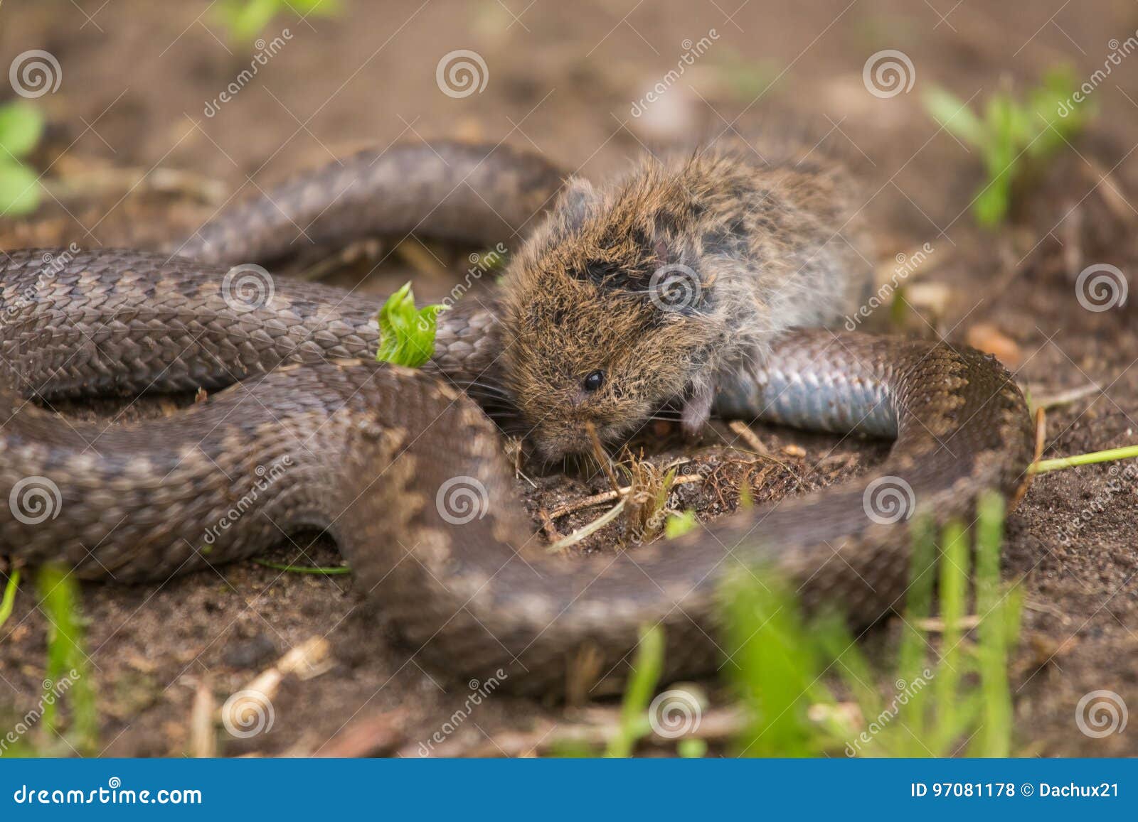 A Dramatic Closeup of a Viper with a Cought Dead Mouse. Stock Photo ...