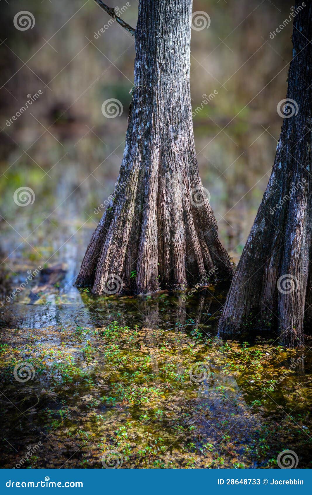 Dramatic Cypress Trees of the Everglades Stock Image - Image of ...