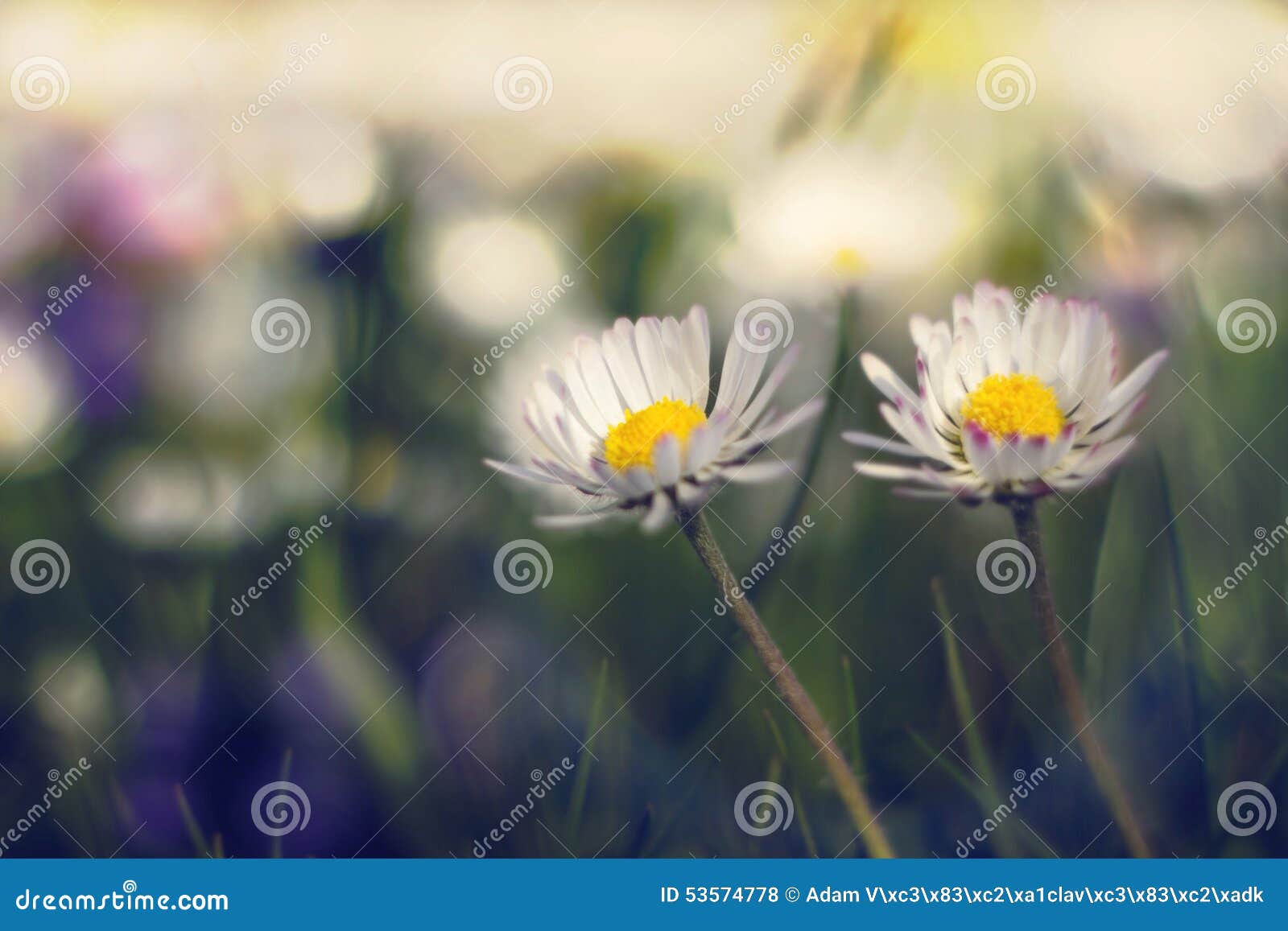 Dramatic daisy scene stock photo. Image of blur, macro - 53574778