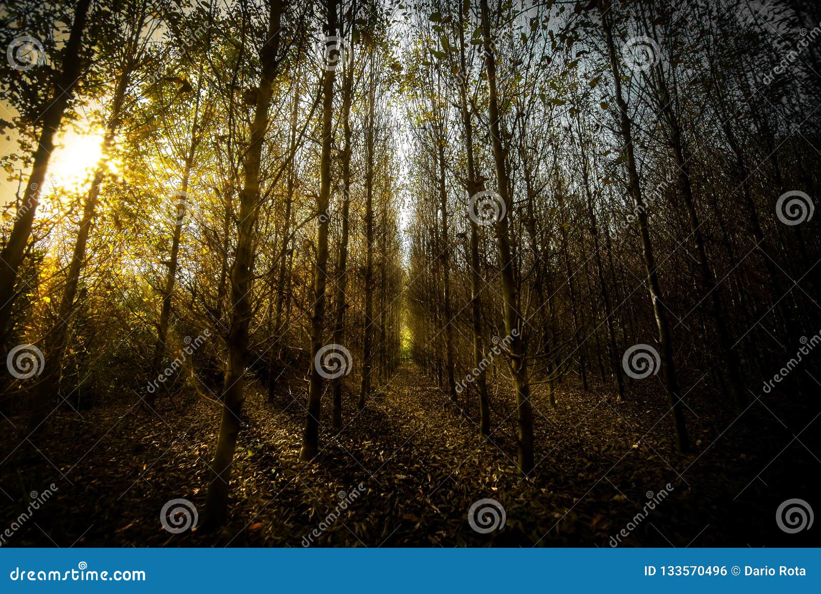 Dark forest sun rays stock photo. Image of scene, nature - 133570496