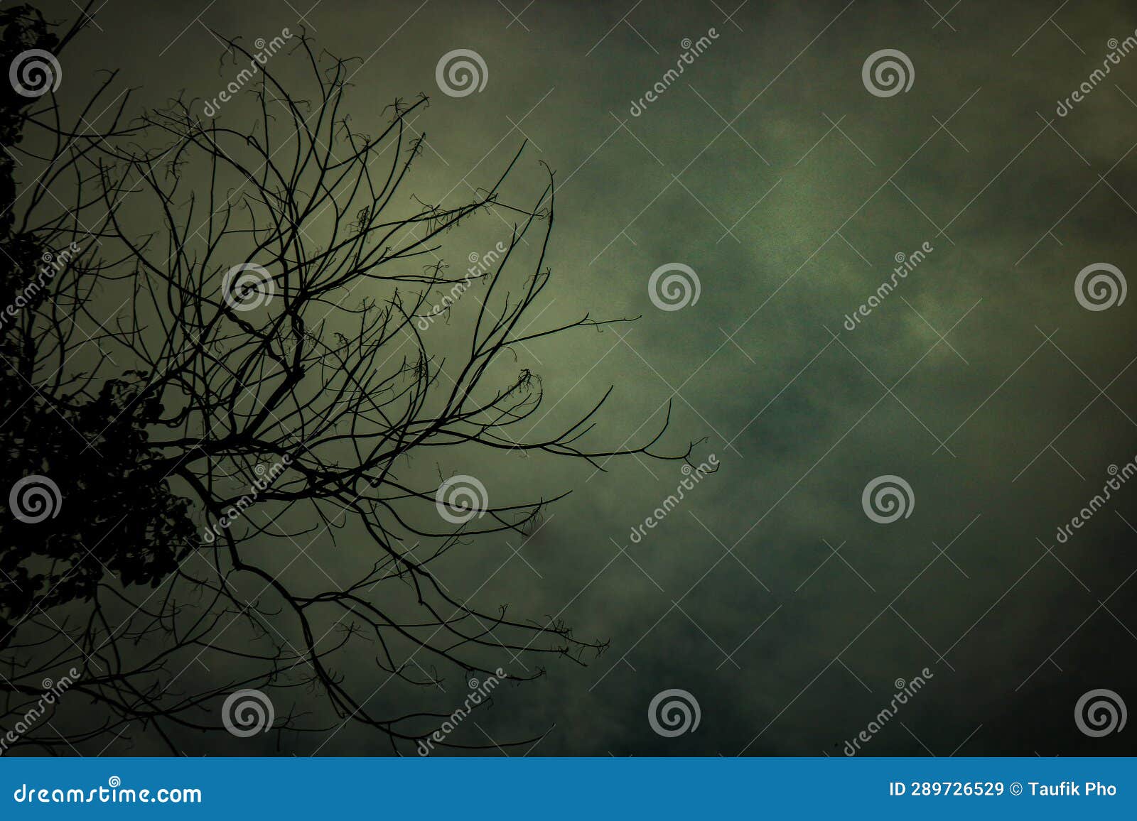 Twig Landscape stock image. Image of twig, flower, cloud - 289726529