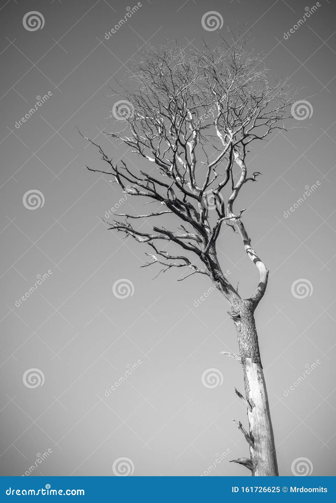 Dramatic Dead Tree stock image. Image of alone, death - 161726625