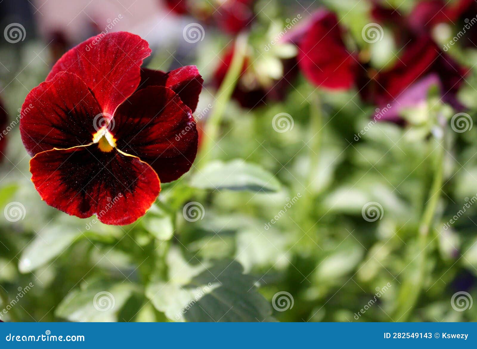 Dramatic Deep Red Pansy in a Garden Store Stock Image - Image of ...