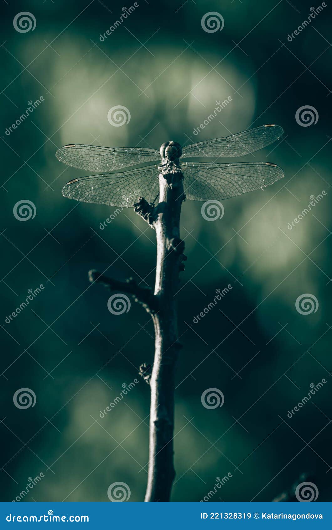 Dramatic Dragonfly Insect in Green Nature Stock Image - Image of beauty ...